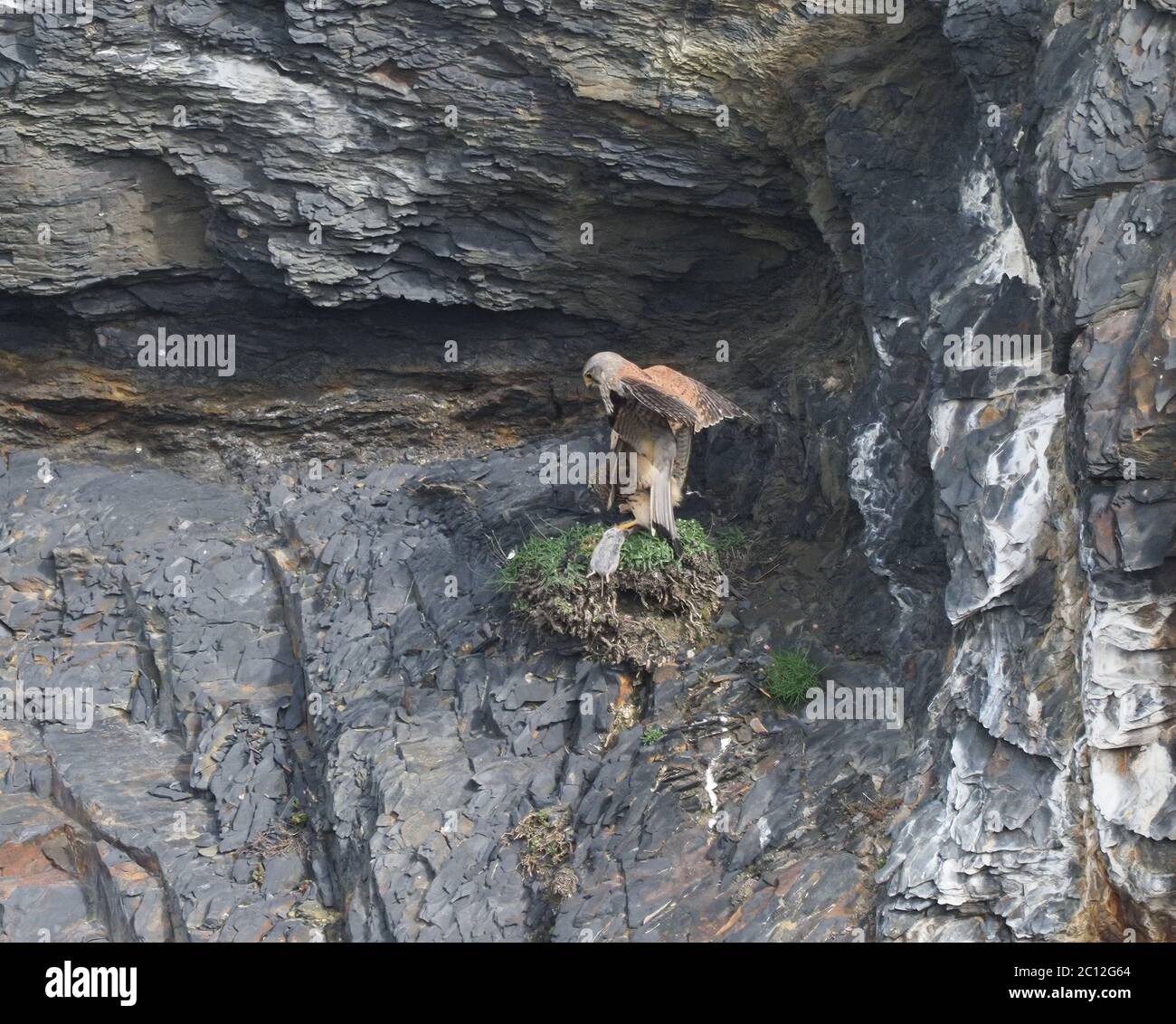 Kestrels wales hi-res stock photography and images - Alamy