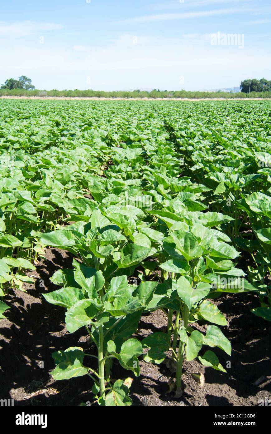 Row agricultural plants in field hi-res stock photography and images ...