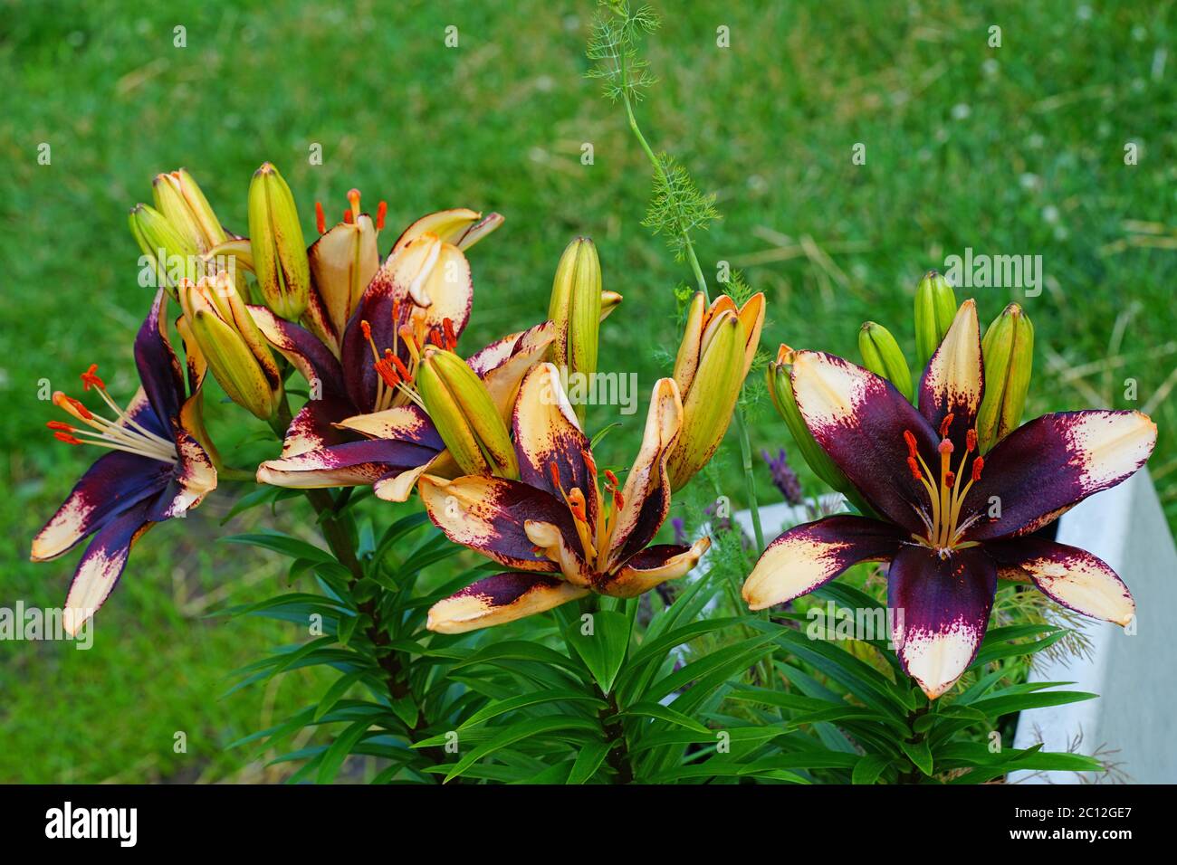 Bicolor Asiatic lily flower growing in the garden Stock Photo - Alamy