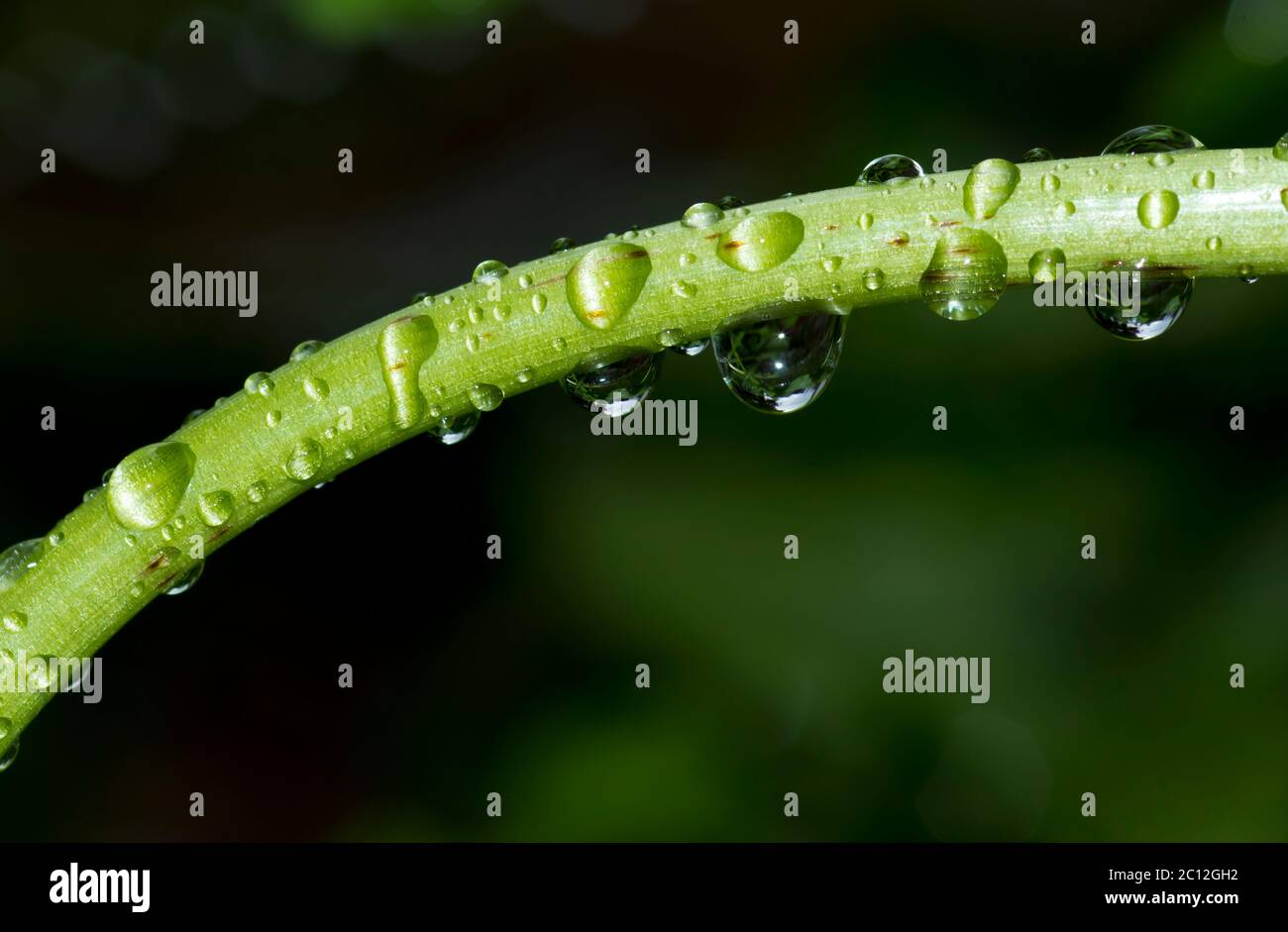 Curved stem hi-res stock photography and images - Alamy
