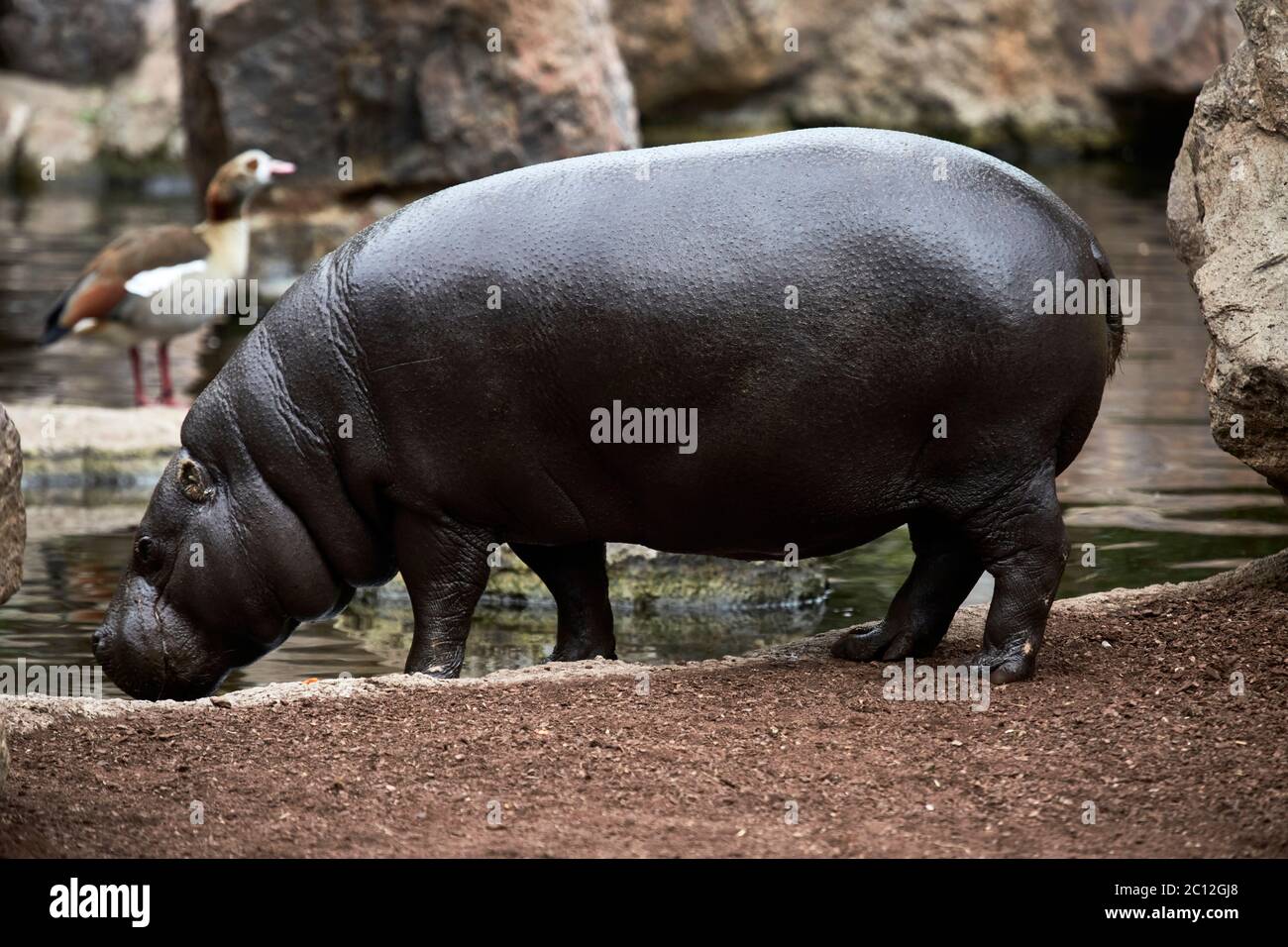 Pygmy hippopotamus (Choeropsis liberiensis), Bioparc, Valencia, Spain ...