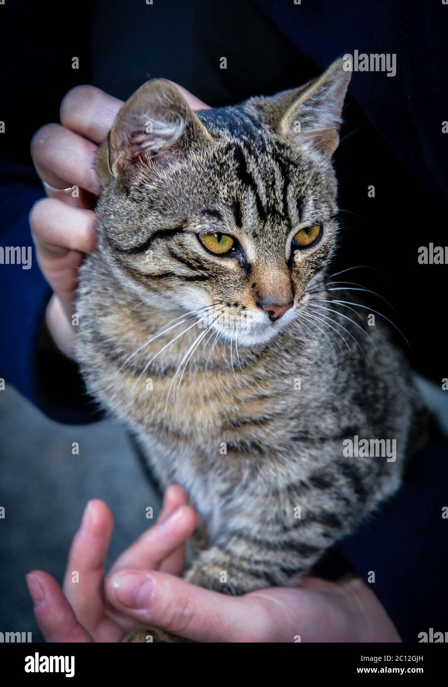Cute small cat Stock Photo - Alamy