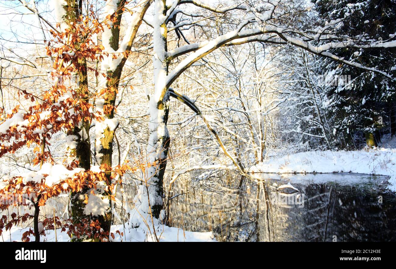 Winter tree with reflection in water Stock Photo - Alamy