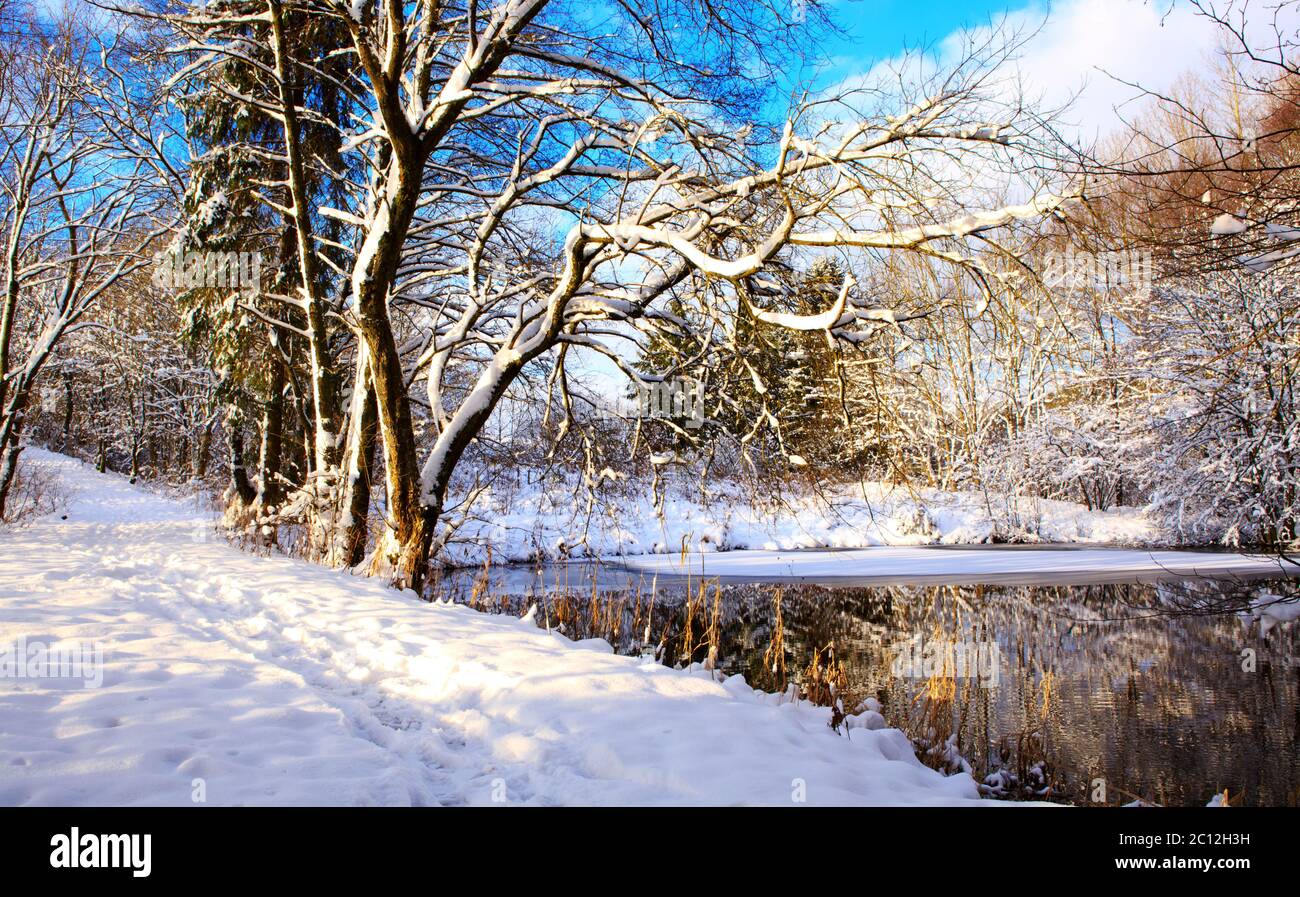 Winter tree against a blue sky with reflection in water Stock Photo - Alamy