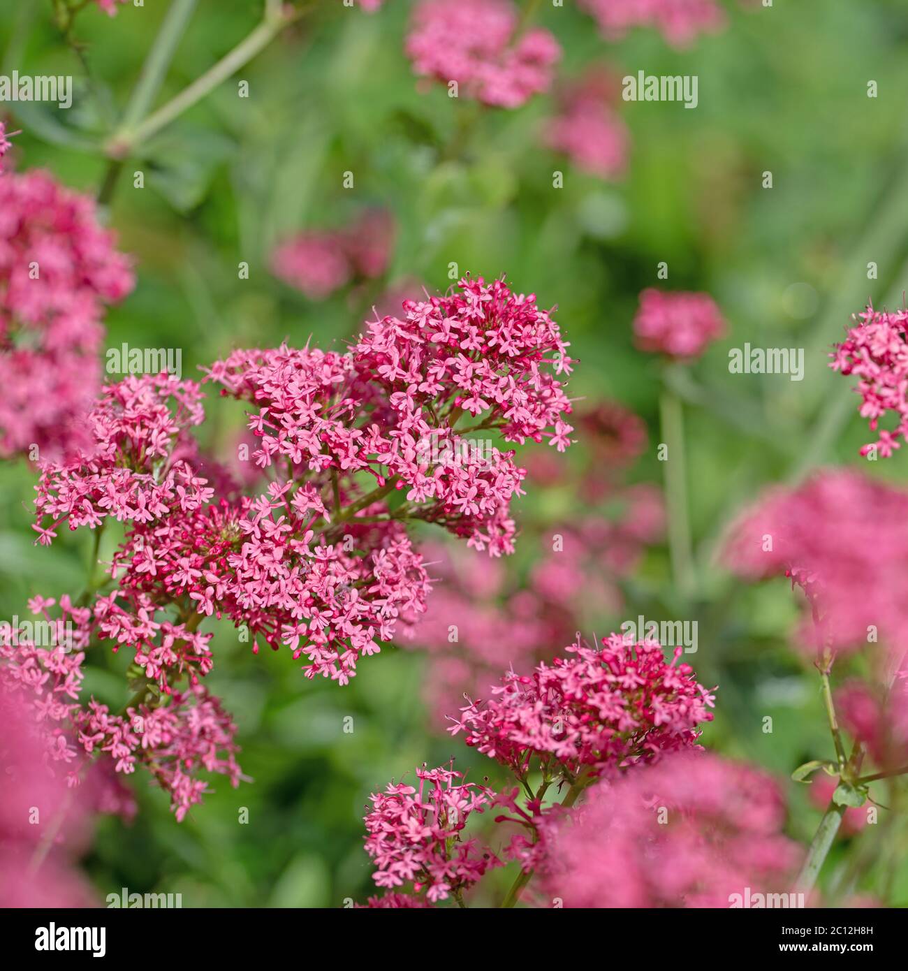 Red spur flower, centranthus ruber, in a close-up Stock Photo - Alamy