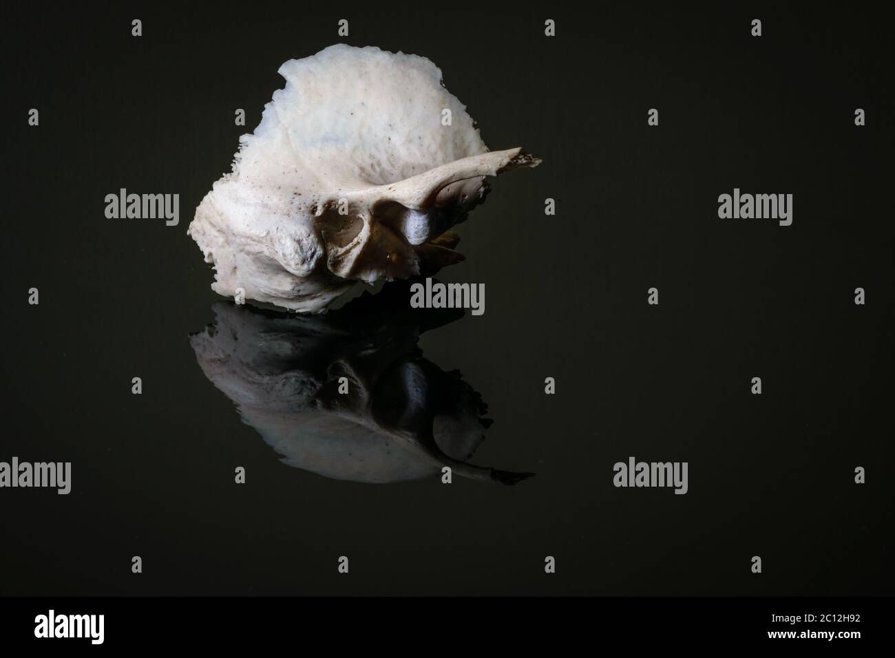 Isolated human left sided temporal bone of skull on a dark background ...