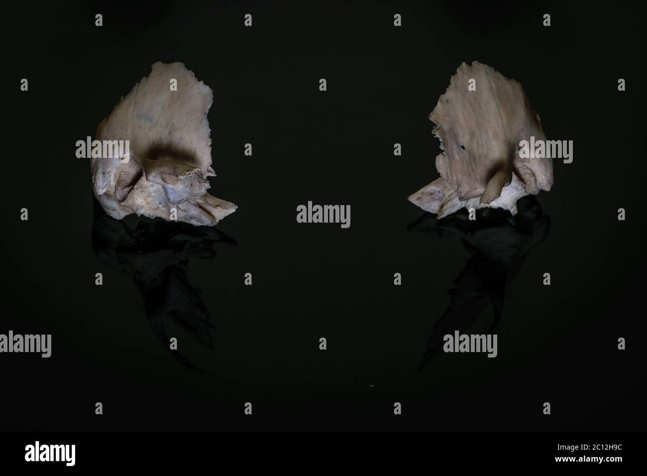 Bilateral human temporal bones of skull on a dark background .Anterior ...