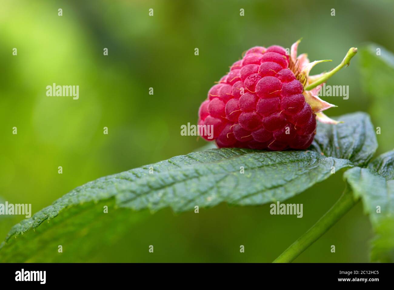 Raspberry with leaves on a green background Stock Photo - Alamy
