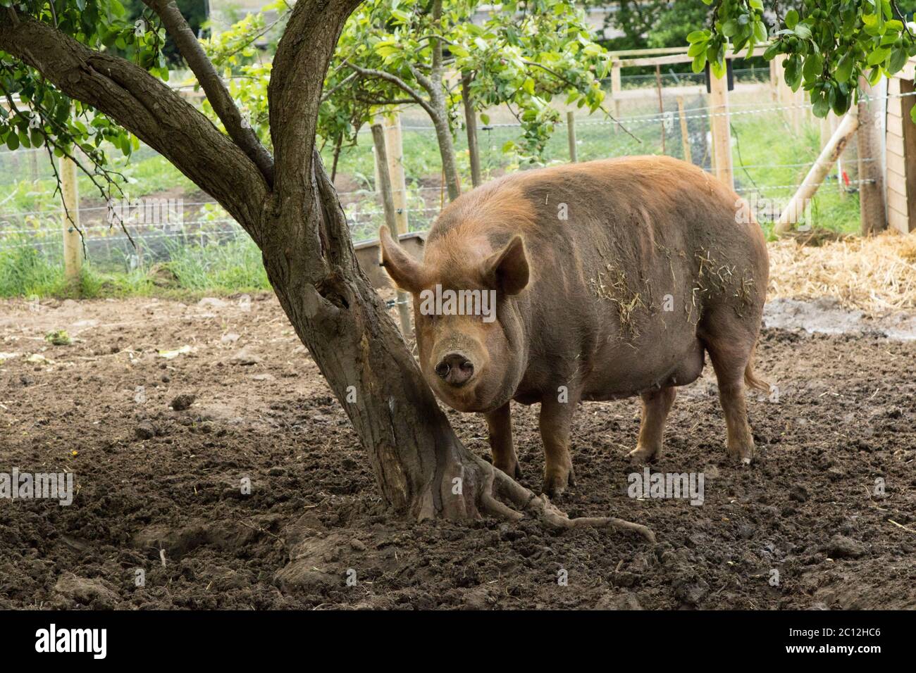 Large Pig standing next to tree in a muddy Sty, Nidderdale, North ...