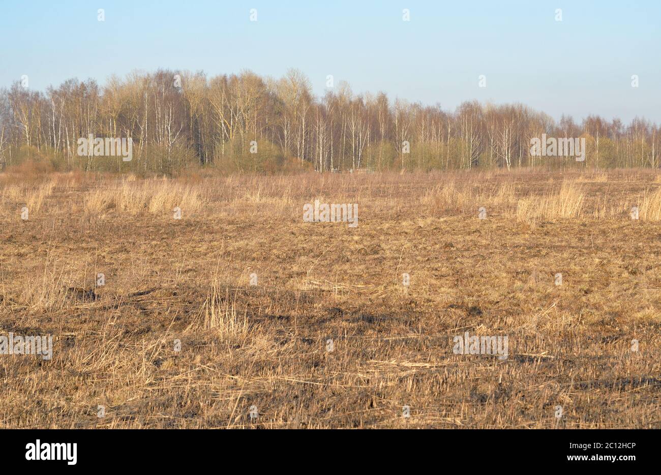 Field of early spring Stock Photo - Alamy