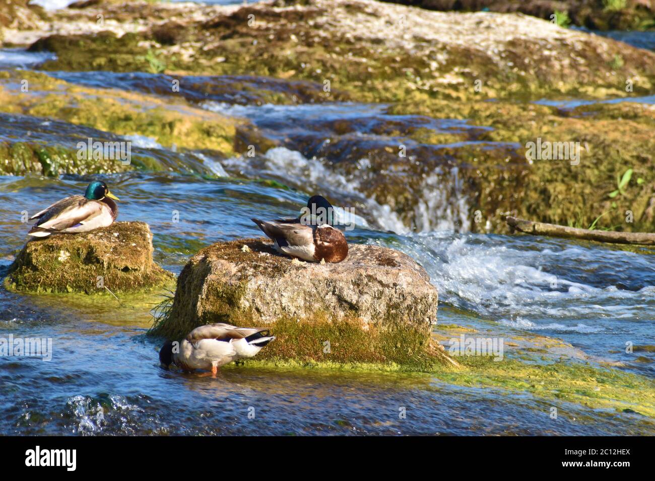Duck is enjoying the day at the rhine falls in Schaffhausen Switzerland ...