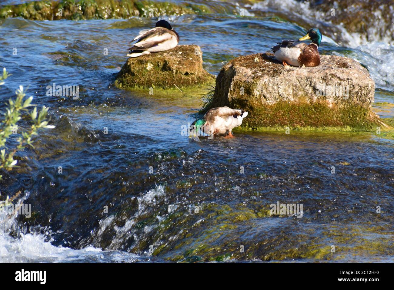 Duck is enjoying the day at the rhine falls in Schaffhausen Switzerland ...