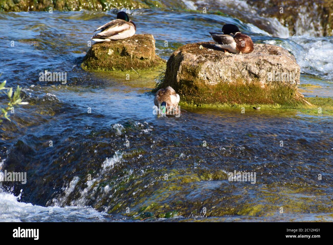 Duck is enjoying the day at the rhine falls in Schaffhausen Switzerland ...