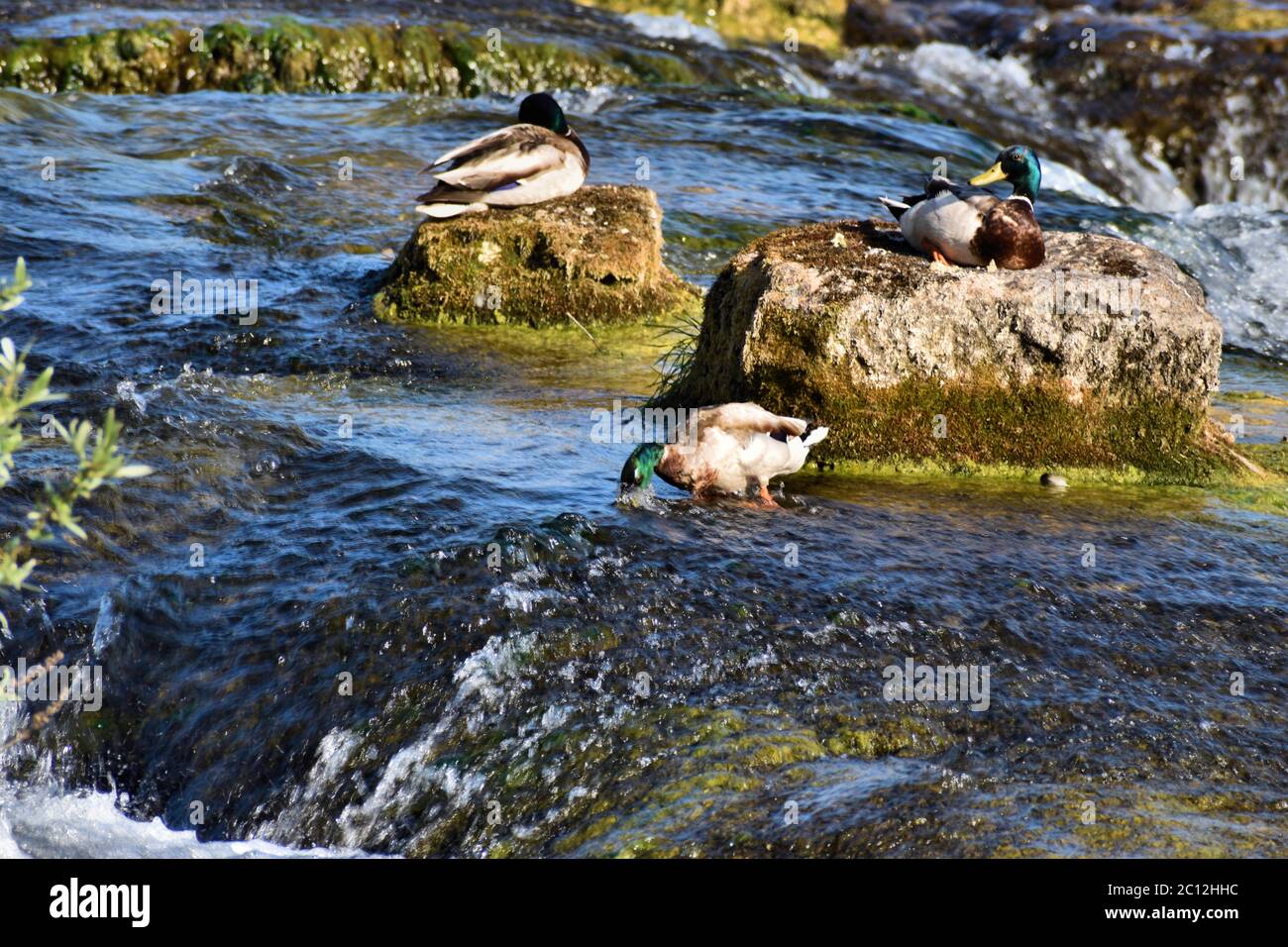 Duck is enjoying the day at the rhine falls in Schaffhausen Switzerland ...