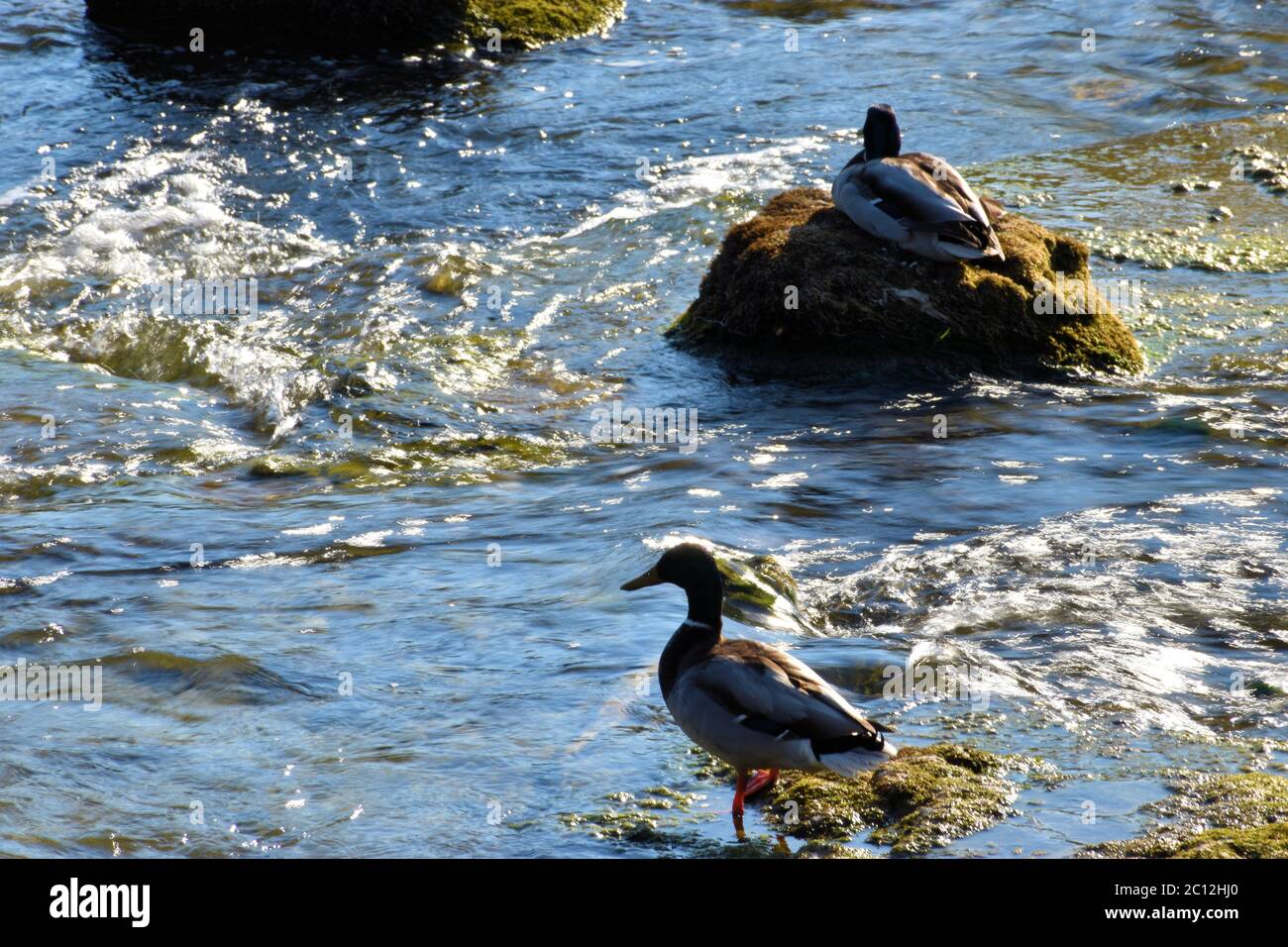 Duck is enjoying the day at the rhine falls in Schaffhausen Switzerland ...