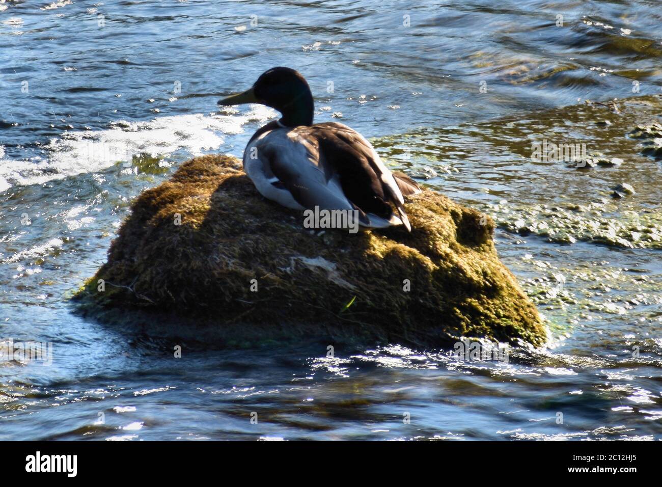 Duck is enjoying the day at the rhine falls in Schaffhausen Switzerland ...