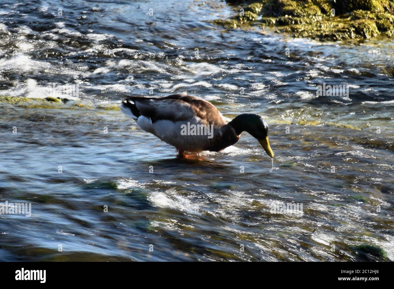 Duck is enjoying the day at the rhine falls in Schaffhausen Switzerland ...