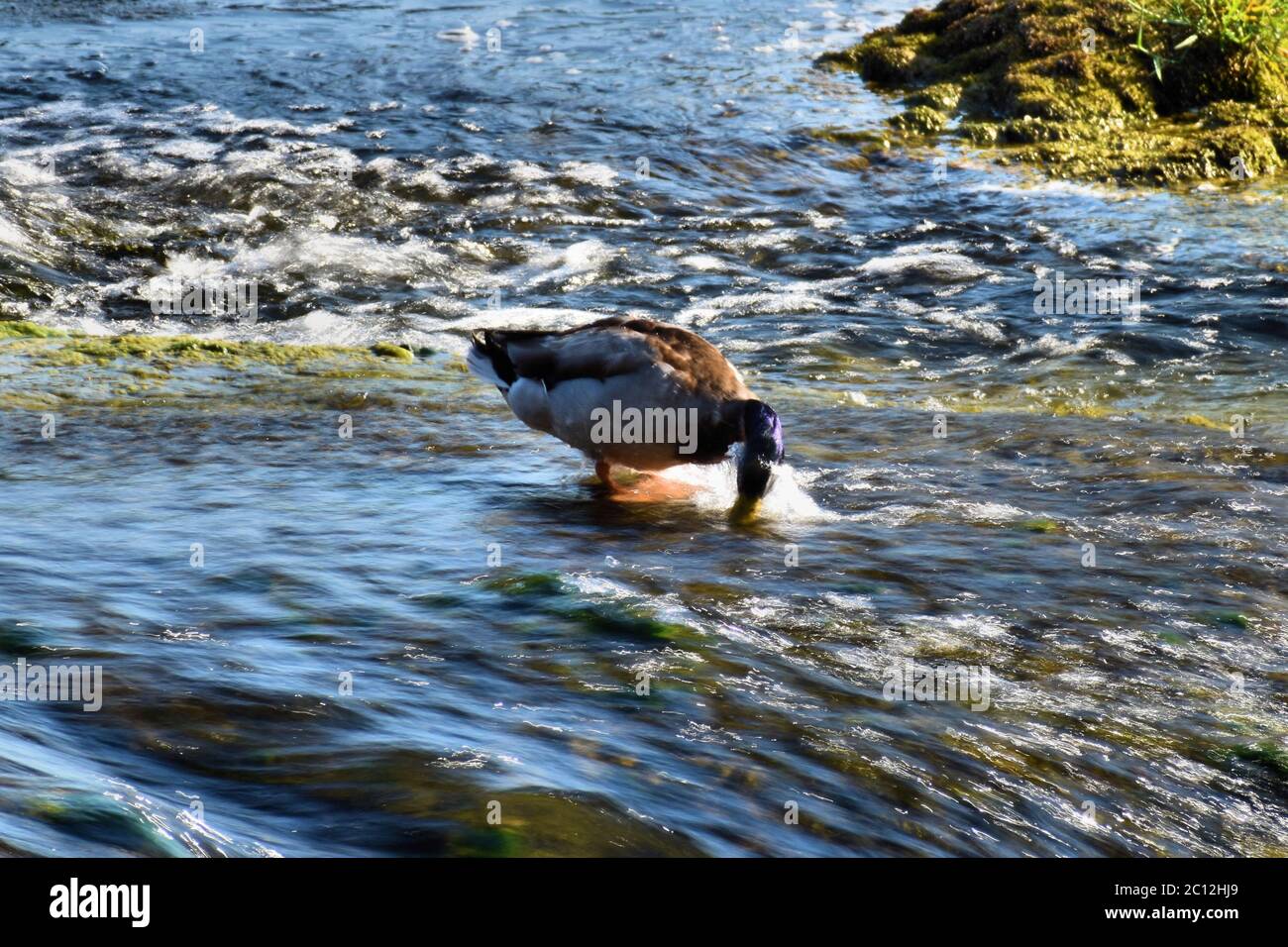 Duck is enjoying the day at the rhine falls in Schaffhausen Switzerland ...