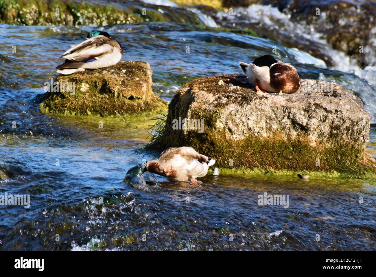 Duck is enjoying the day at the rhine falls in Schaffhausen Switzerland ...