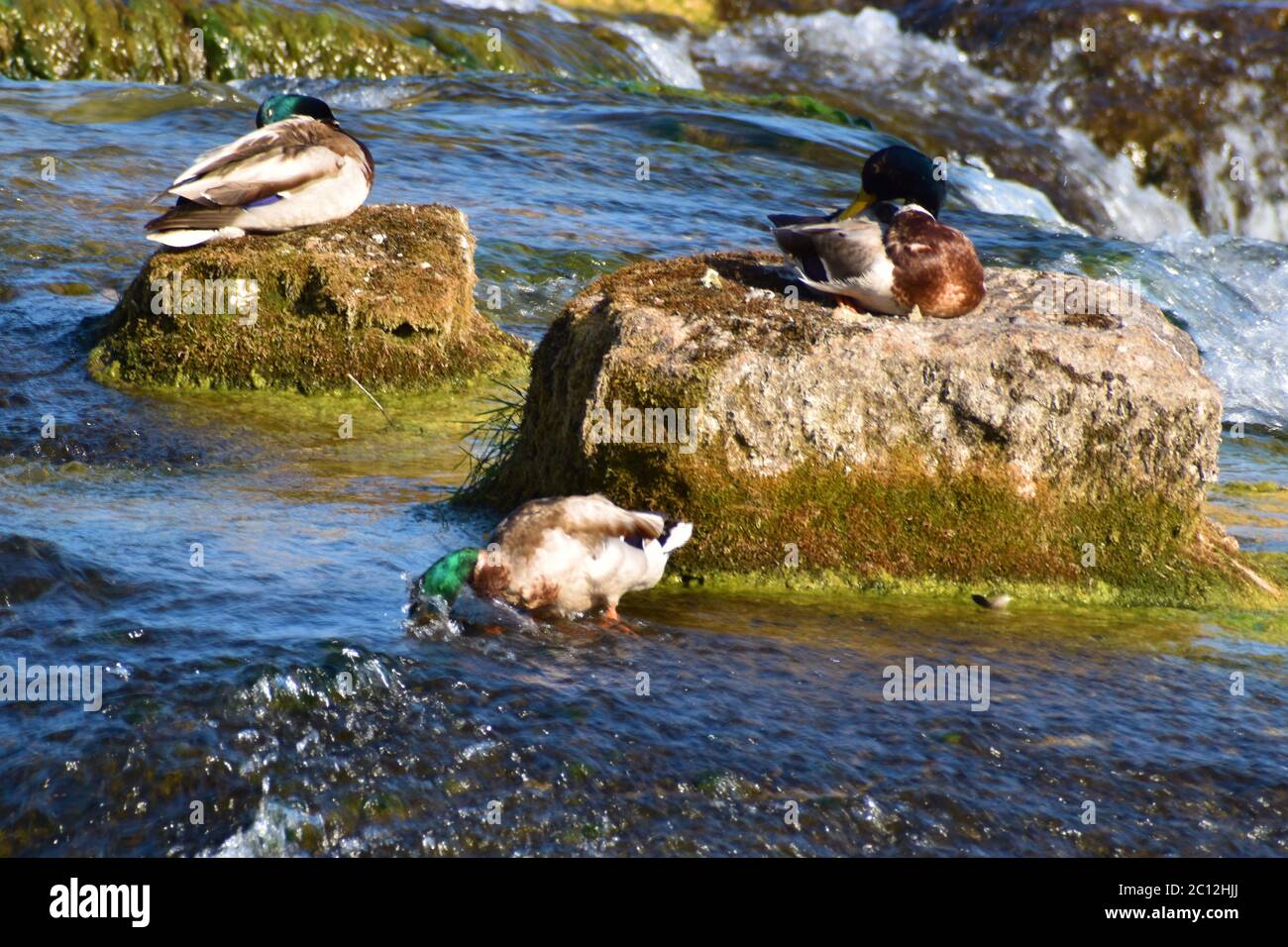 Duck is enjoying the day at the rhine falls in Schaffhausen Switzerland ...