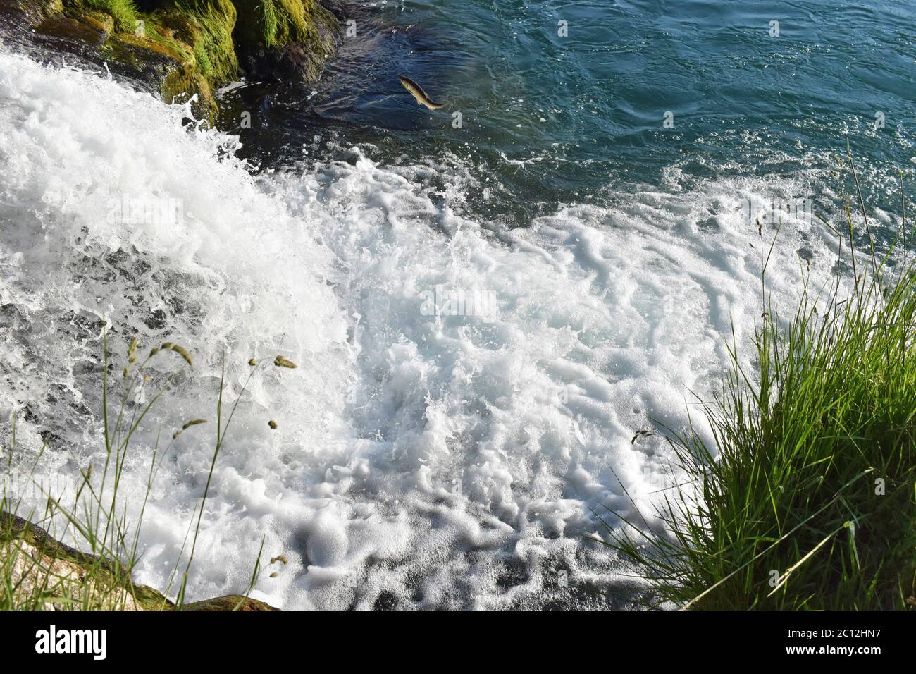 Fish is jumping against the waterfall at the rhine falls in ...