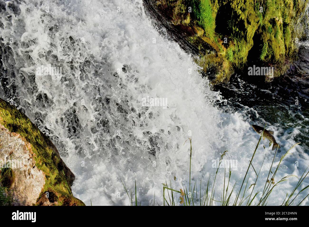 Fish is jumping against the waterfall at the rhine falls in ...