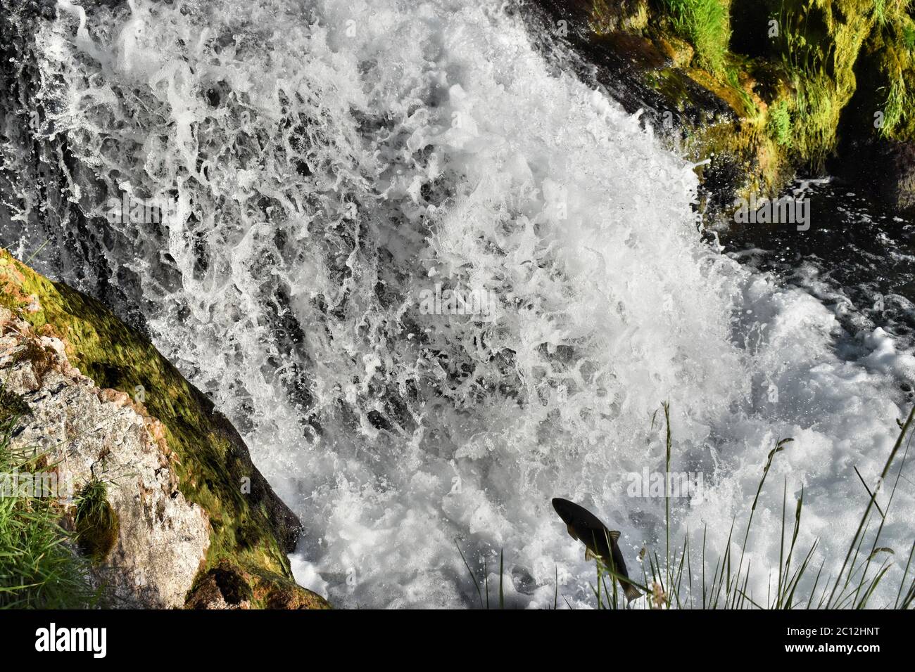 Fish is jumping against the waterfall at the rhine falls in ...