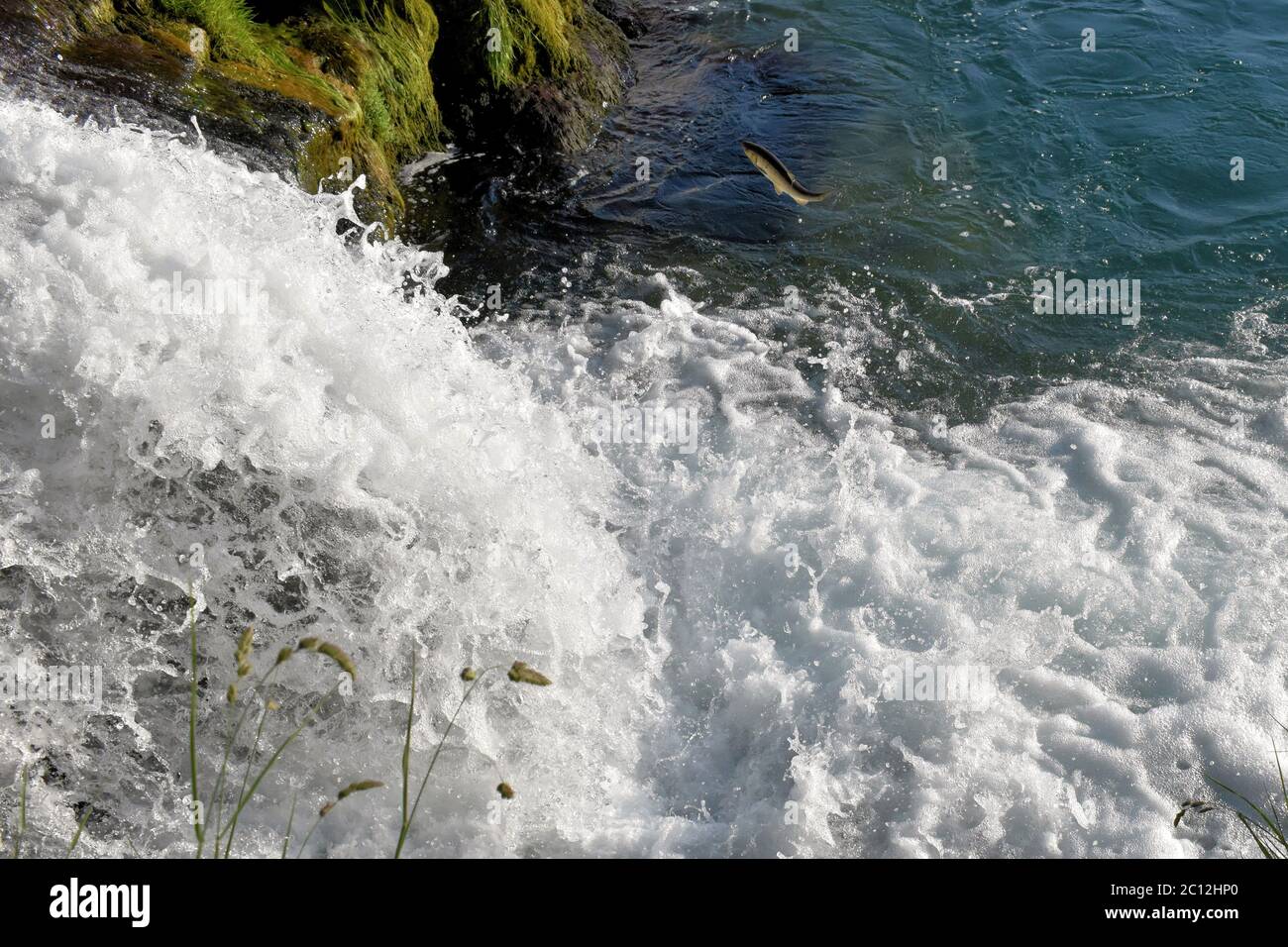 Fish is jumping against the waterfall at the rhine falls in ...