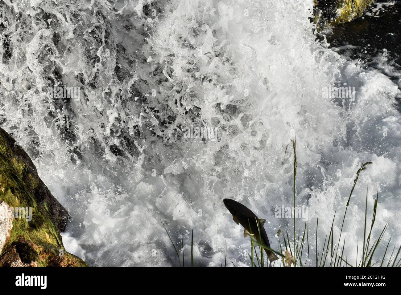 Fish is jumping against the waterfall at the rhine falls in ...