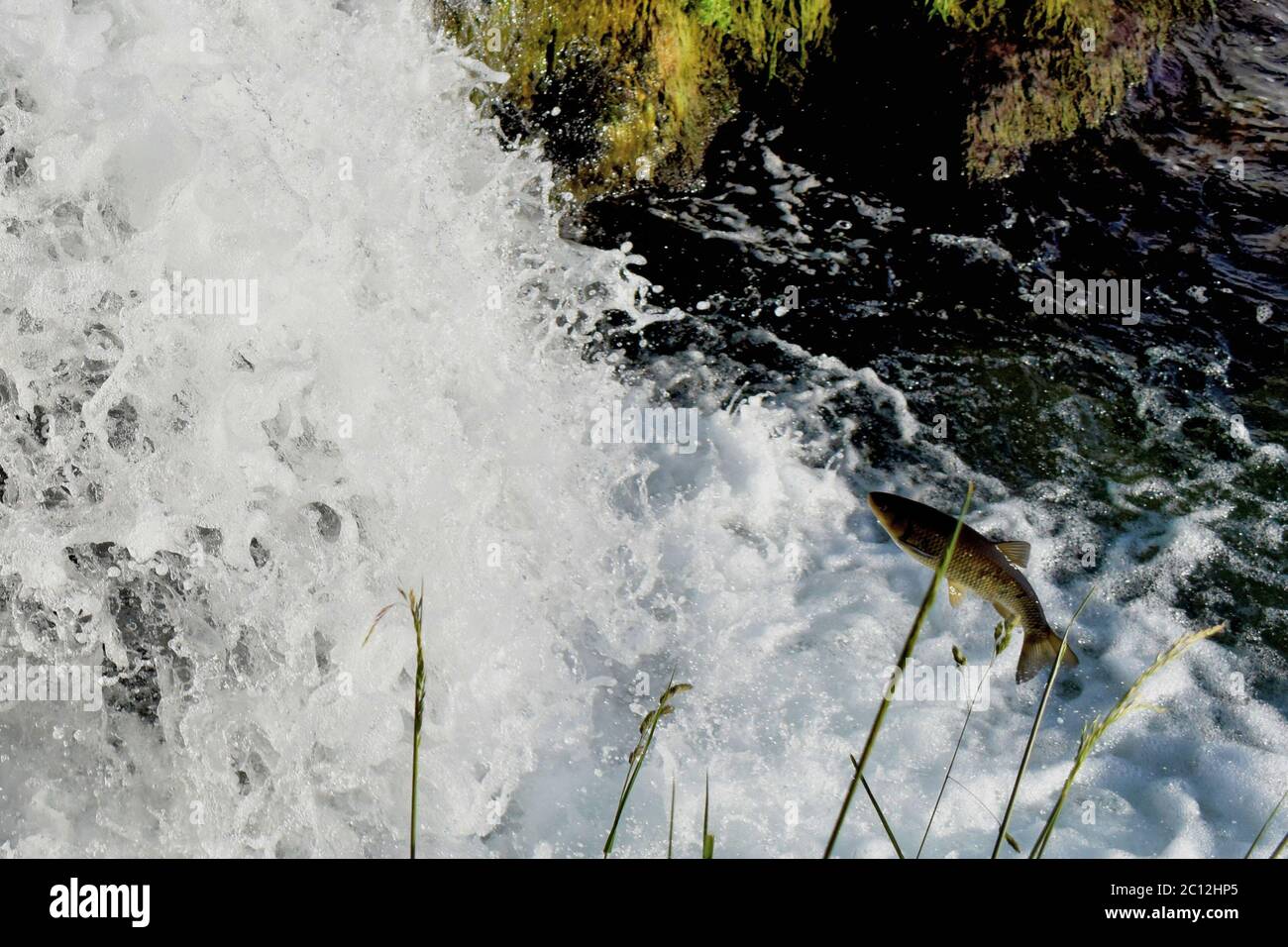 Fish is jumping against the waterfall at the rhine falls in ...