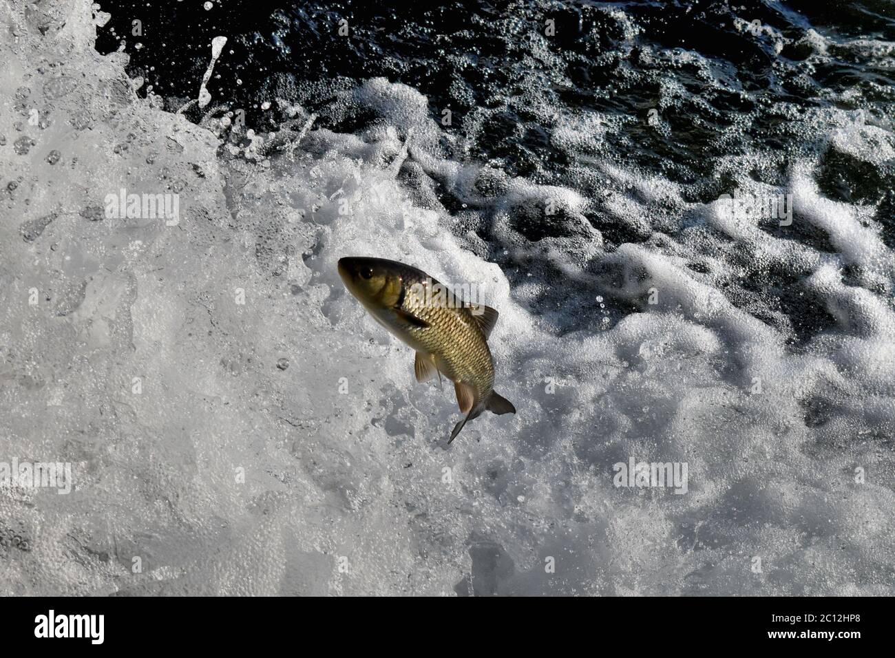 Fish is jumping against the waterfall at the rhine falls in ...