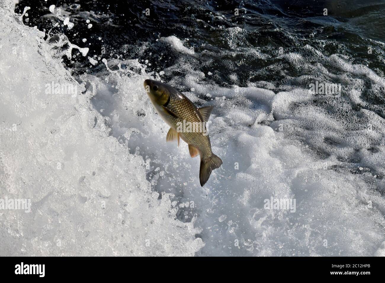 Fish is jumping against the waterfall at the rhine falls in ...