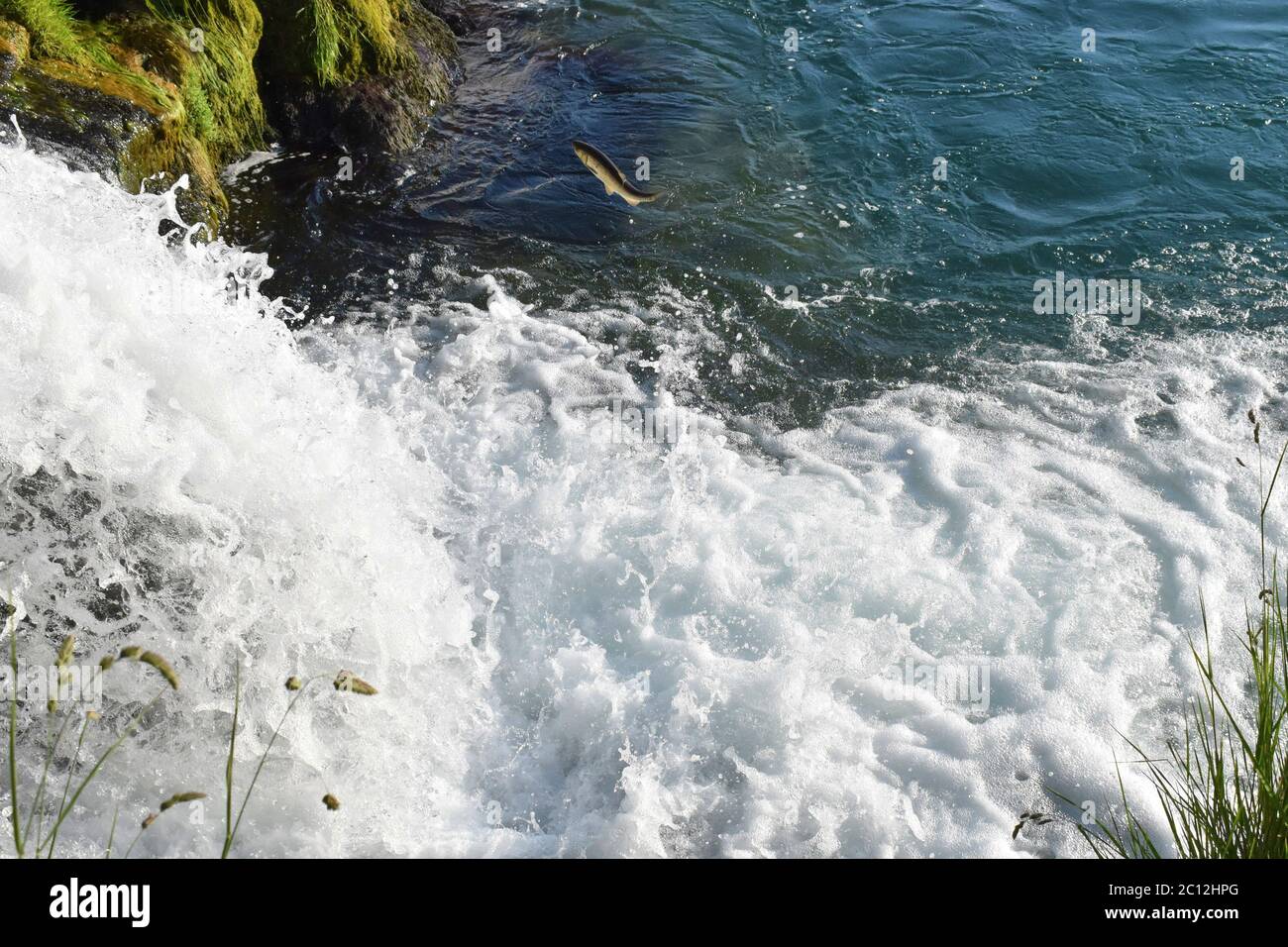 Fish is jumping against the waterfall at the rhine falls in ...