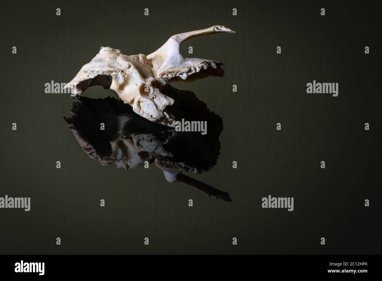 Isolated human left sided temporal bone of skull on a dark background ...