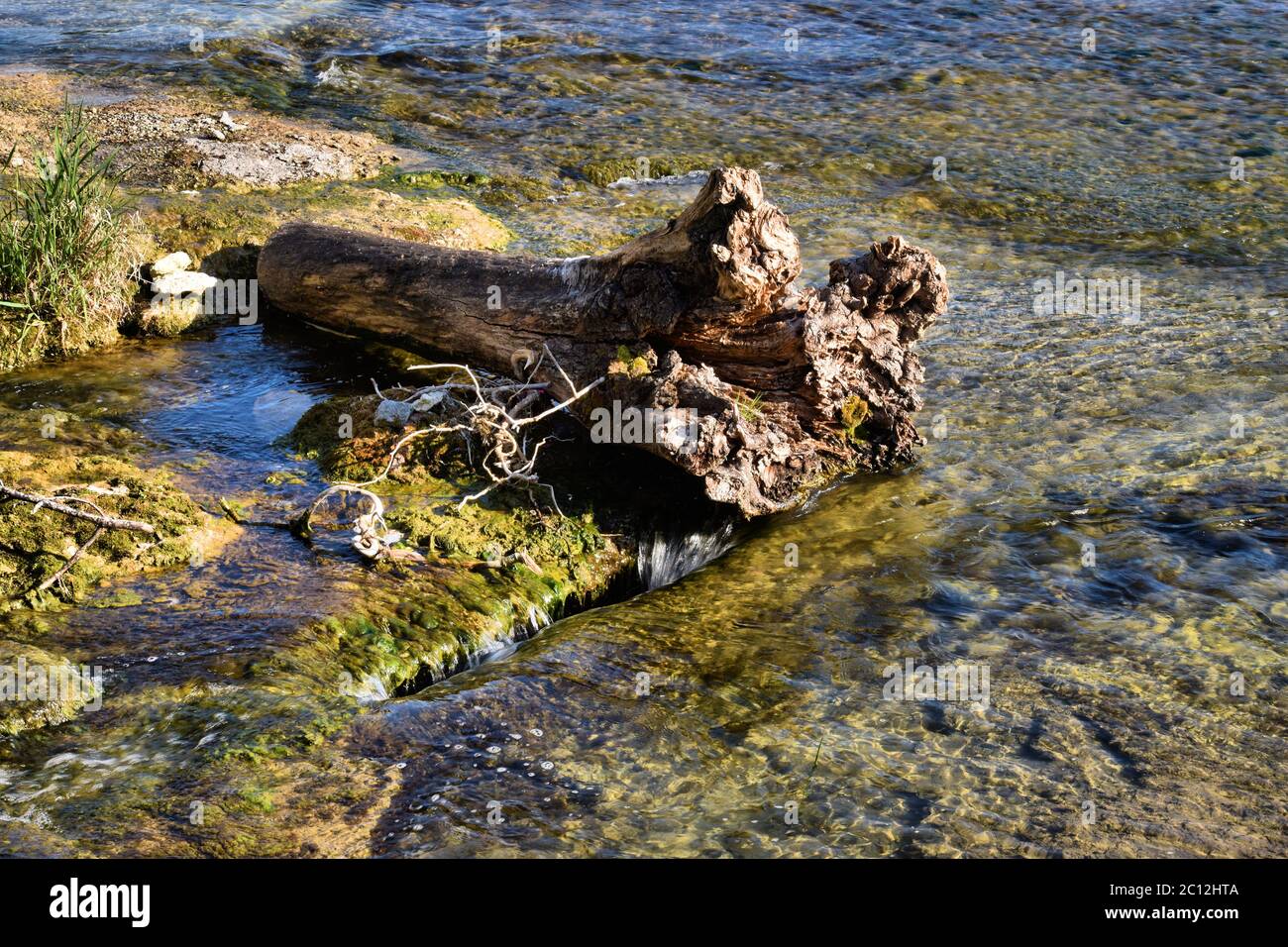 Wet wooden stump hi-res stock photography and images - Alamy