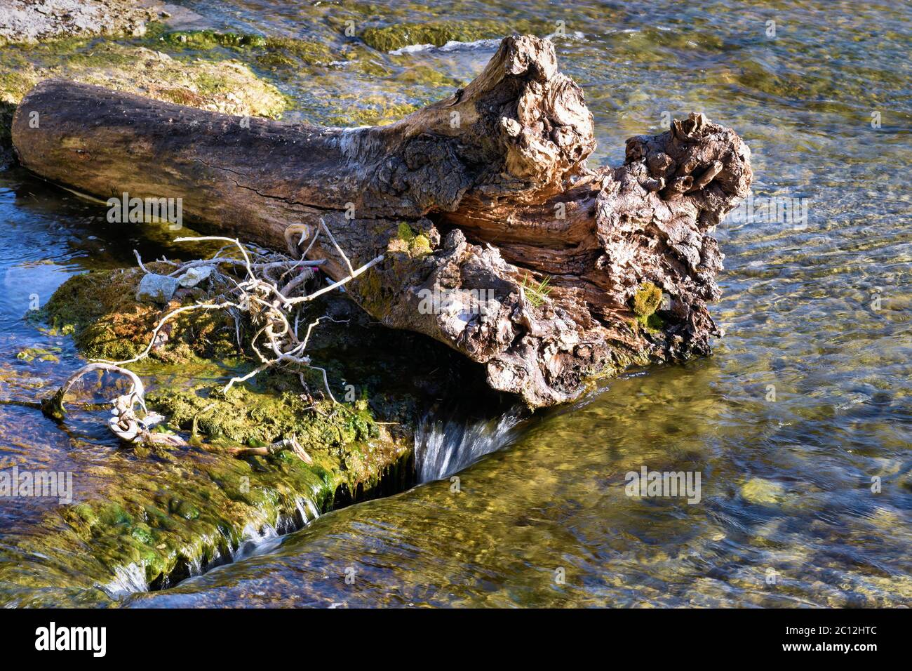 Wet wooden stump hi-res stock photography and images - Alamy