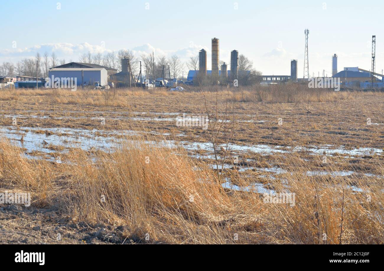 Field of early spring Stock Photo - Alamy