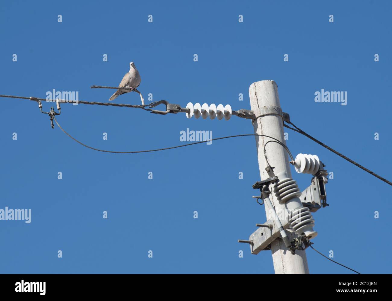 A bird standing on a 13.2 KV electric distribution line beside a ...