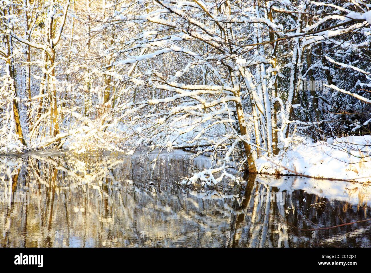 Winter tree against with reflection in water Stock Photo - Alamy