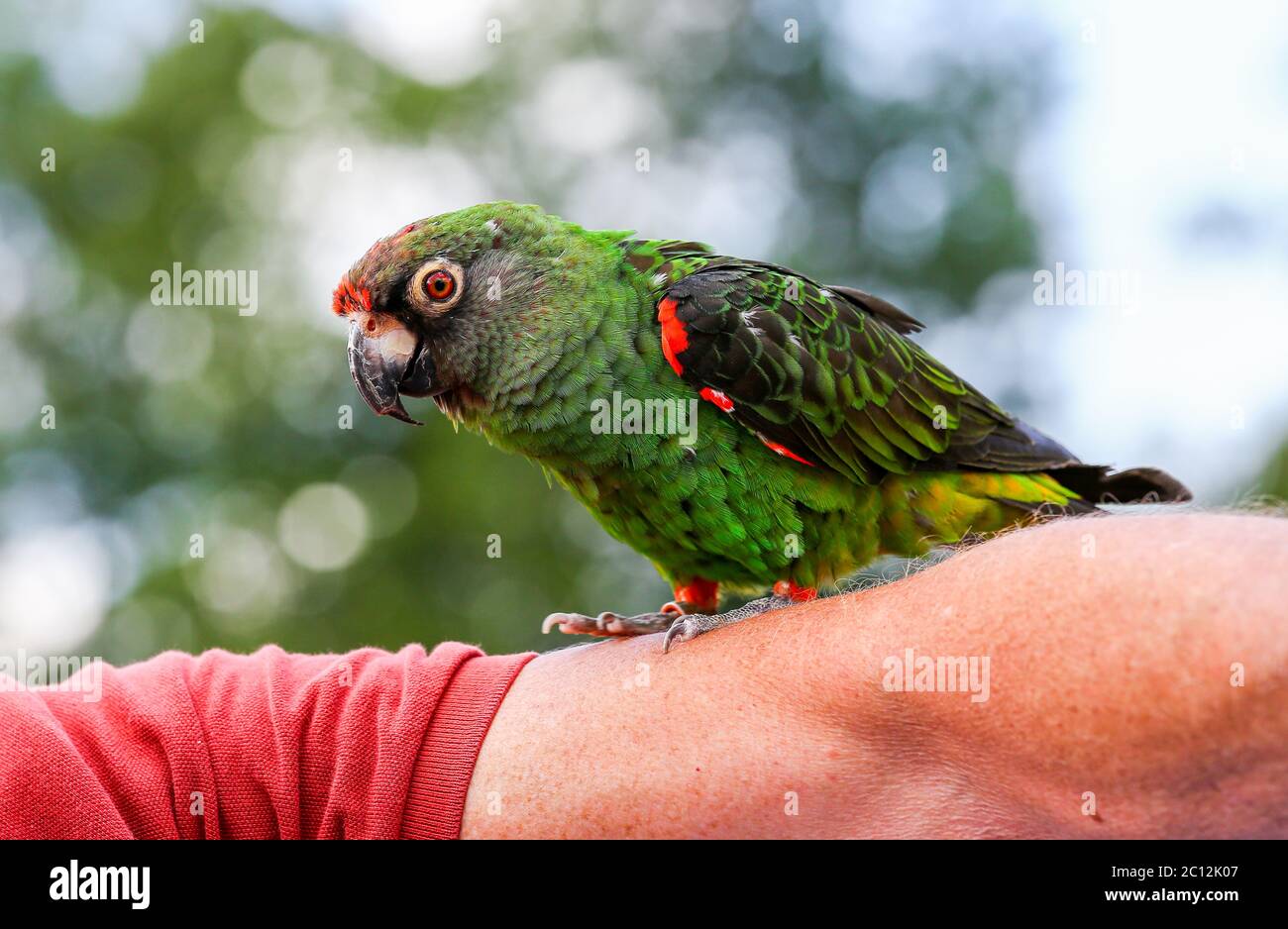 Colorful parrot on the arm of a tourist during a show in a zoo Stock ...
