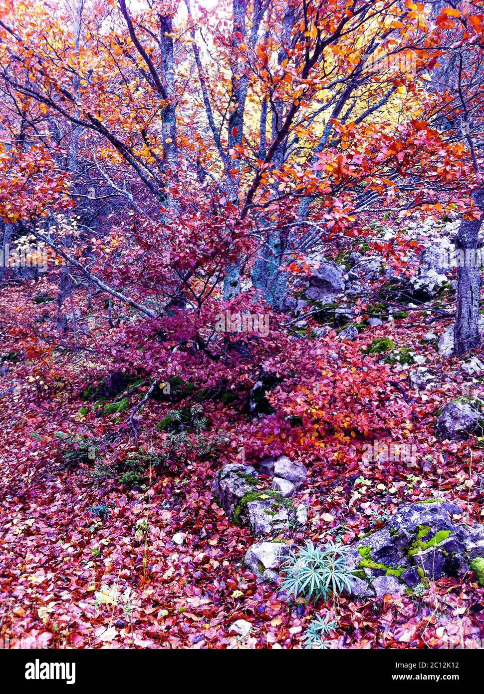 Vegetation, digitally altered colors, Provence, France Stock Photo - Alamy