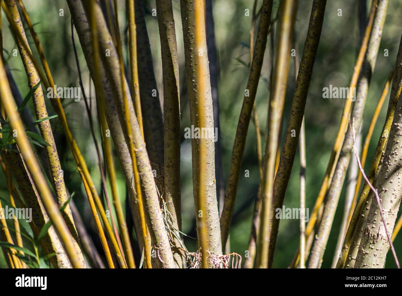 coppiced willow branches 800 Wood Madingley Cambridge Stock Photo - Alamy