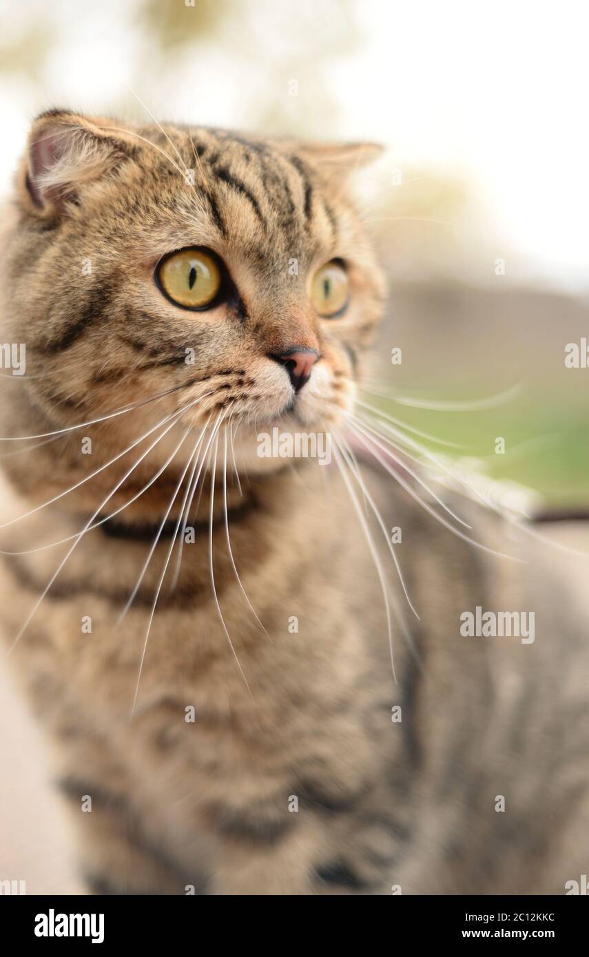 Blurred cat hi-res stock photography and images - Alamy