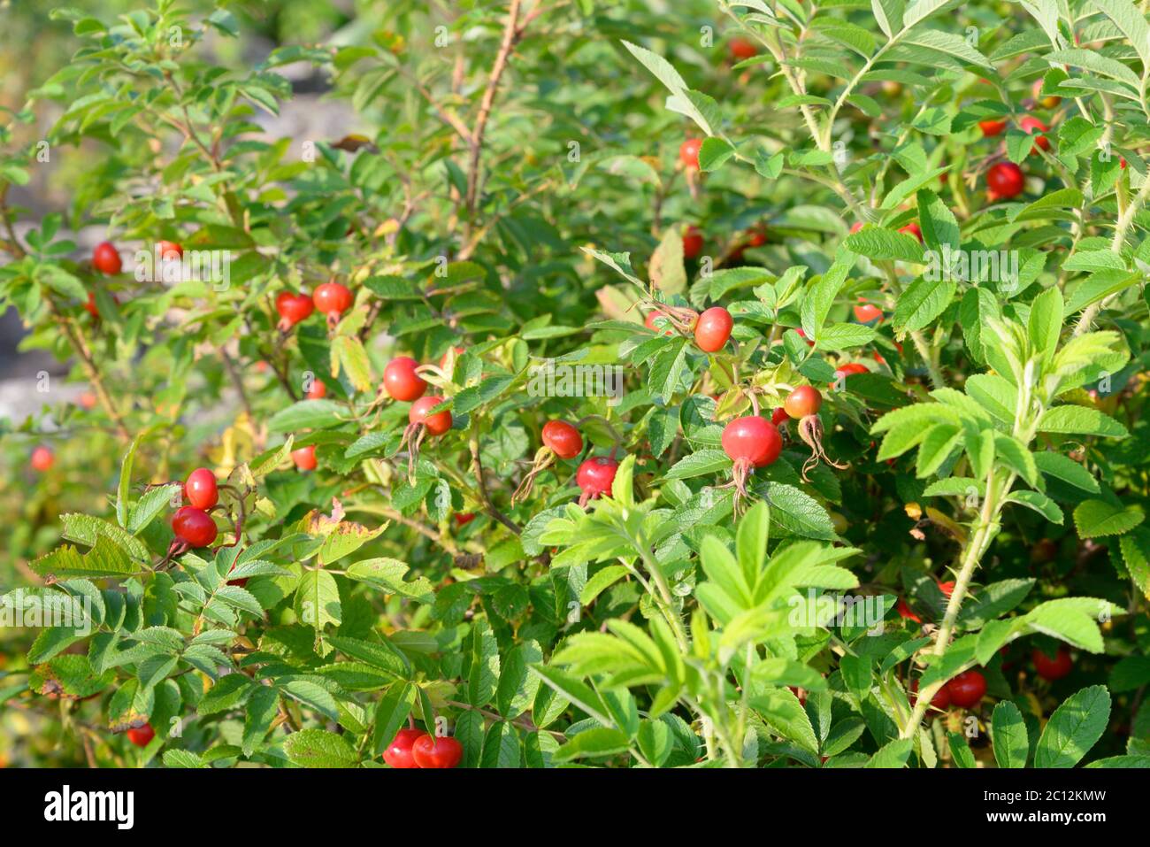 Fruits of the wild rose hi-res stock photography and images - Alamy
