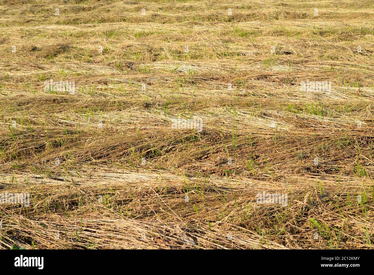 Mown field close up hi-res stock photography and images - Alamy