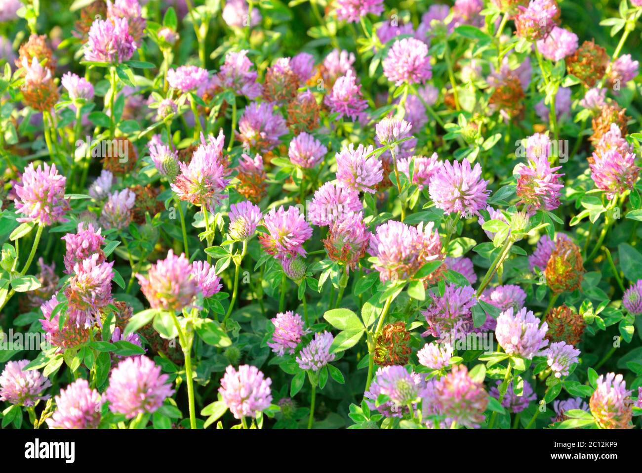 Red clover close up Stock Photo - Alamy