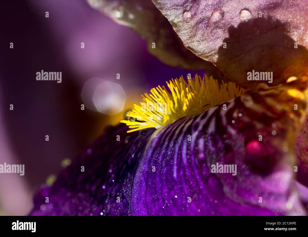 Abstract flower photo hi-res stock photography and images - Alamy