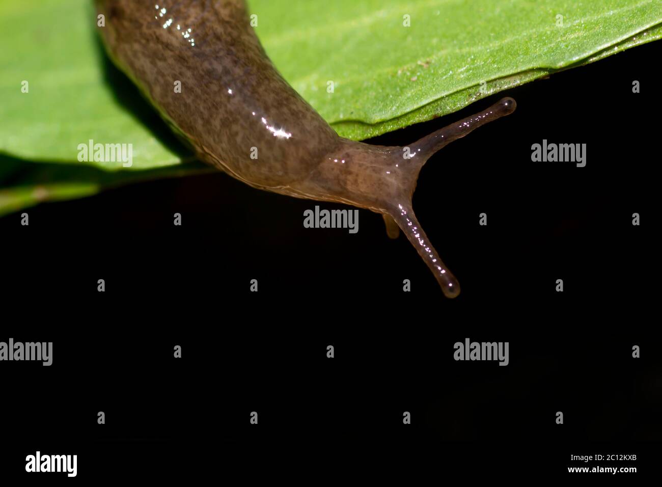 Garden slug on green leaf with black background Stock Photo - Alamy