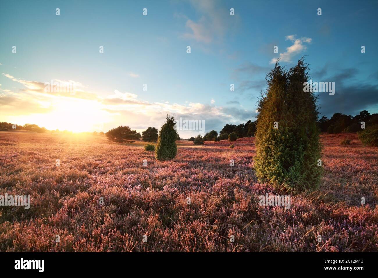 Trees juniper hi-res stock photography and images - Alamy