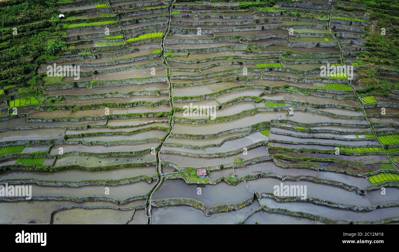 Aerial top-down view on rice terraces full of water with some crops ...